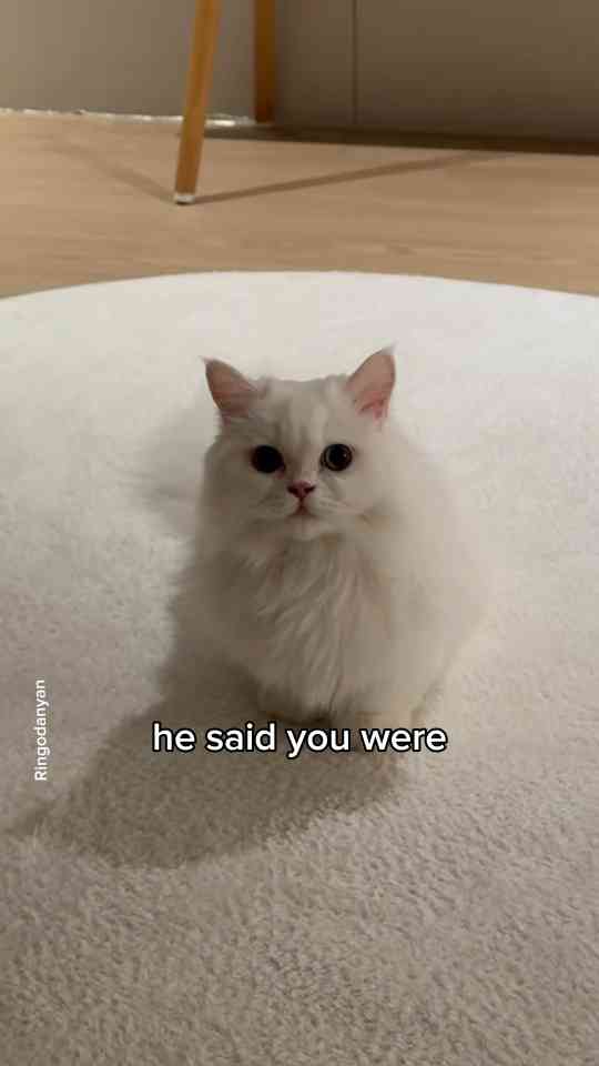 Funny cat moments that cause emotional damage