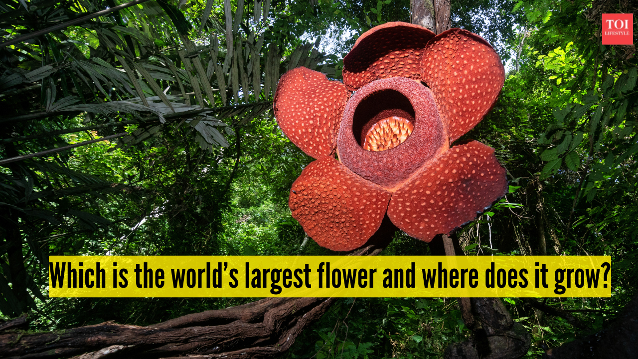 Which is the world’s largest flower and where does it grow?