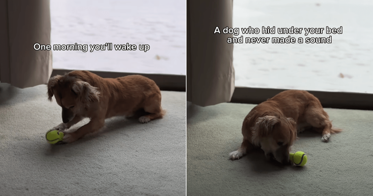 Video of a rescue dog discovering the joy of being a dog is everything