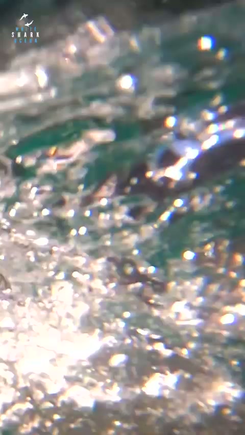 Great white shark rolled her eye back