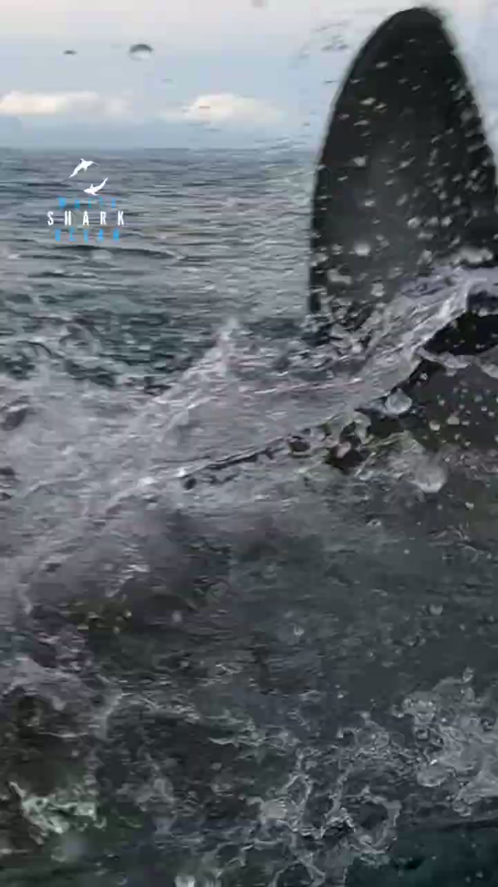 Great white crashes through the surface