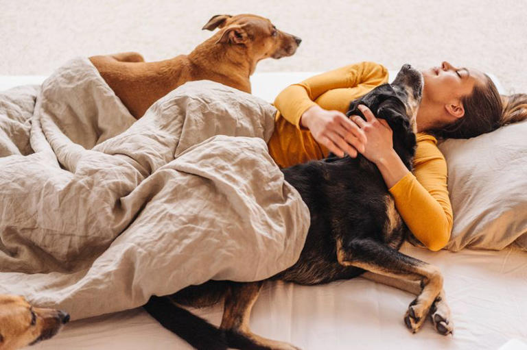 Nearly half of US dog owners let pets sleep in bed every night, study shows