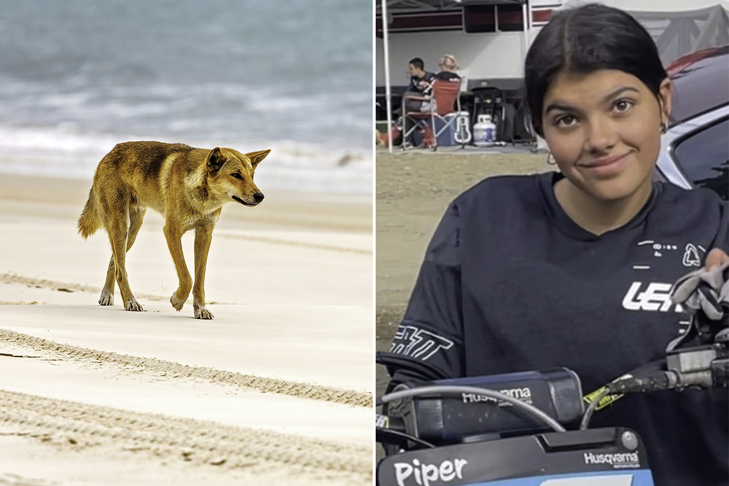 Thousands have their say after controversial dingo cull on K'gari: 'Gut ...