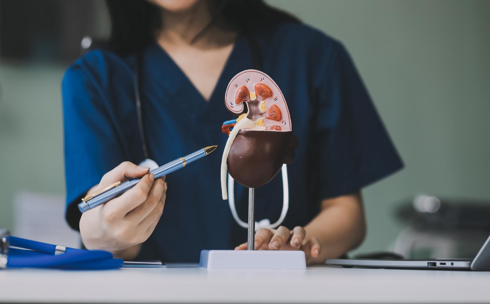 Renal denervation (RDN) นวัตกรรมรักษาความดันโลหิต สำหรับผู้ป่วยดื้อยา