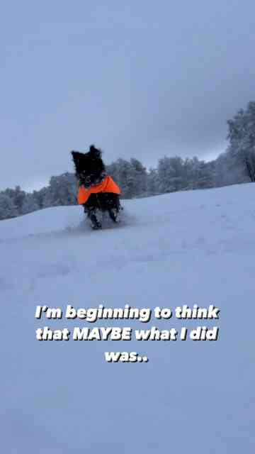 Size doesn’t matter: Fun with my giant Newfoundland