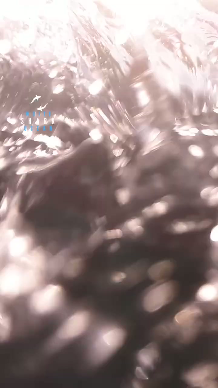 Great white quick lunge above the surface #shark