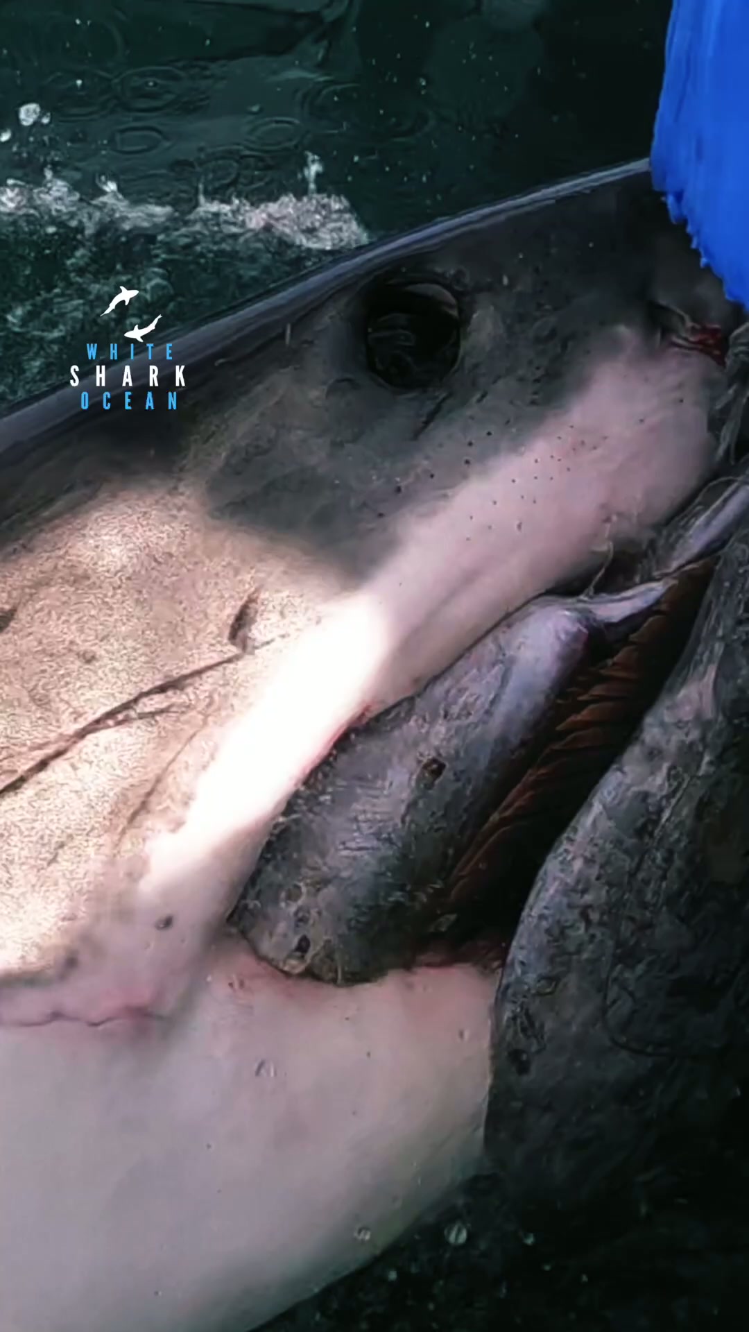 Great white shark displays incredible bite force