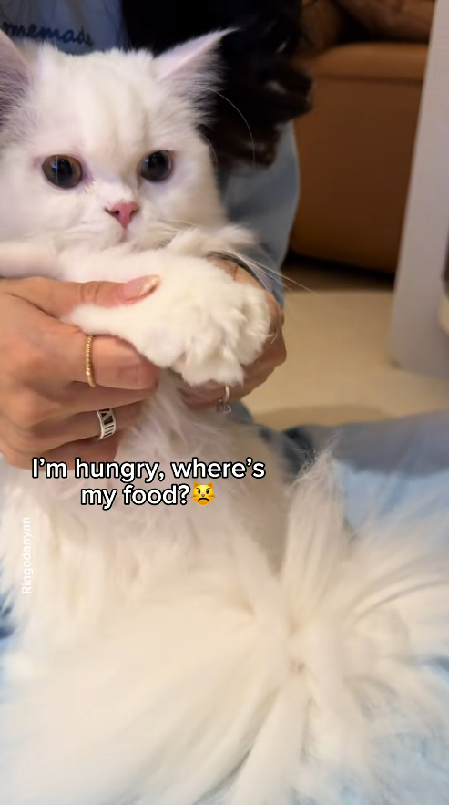 Adopted cat story that will make you cry