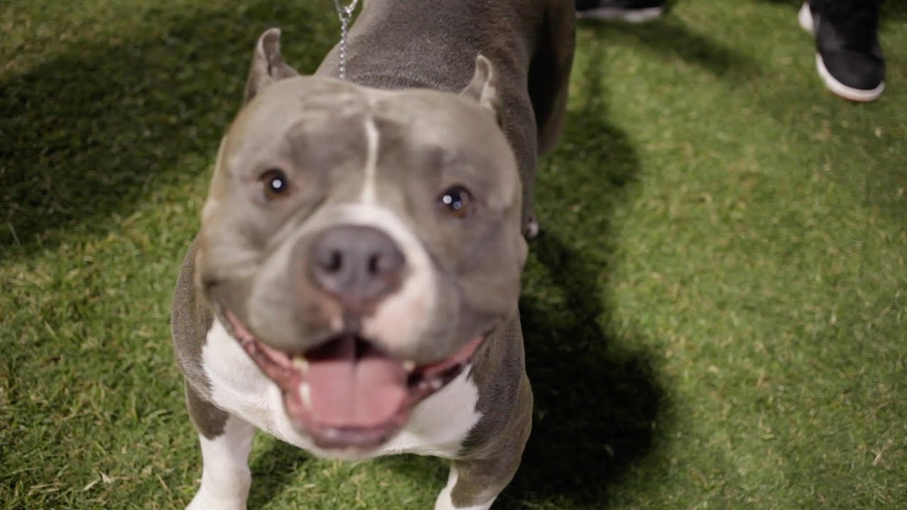 American Bully Show - Lights Out Bullyfest 5