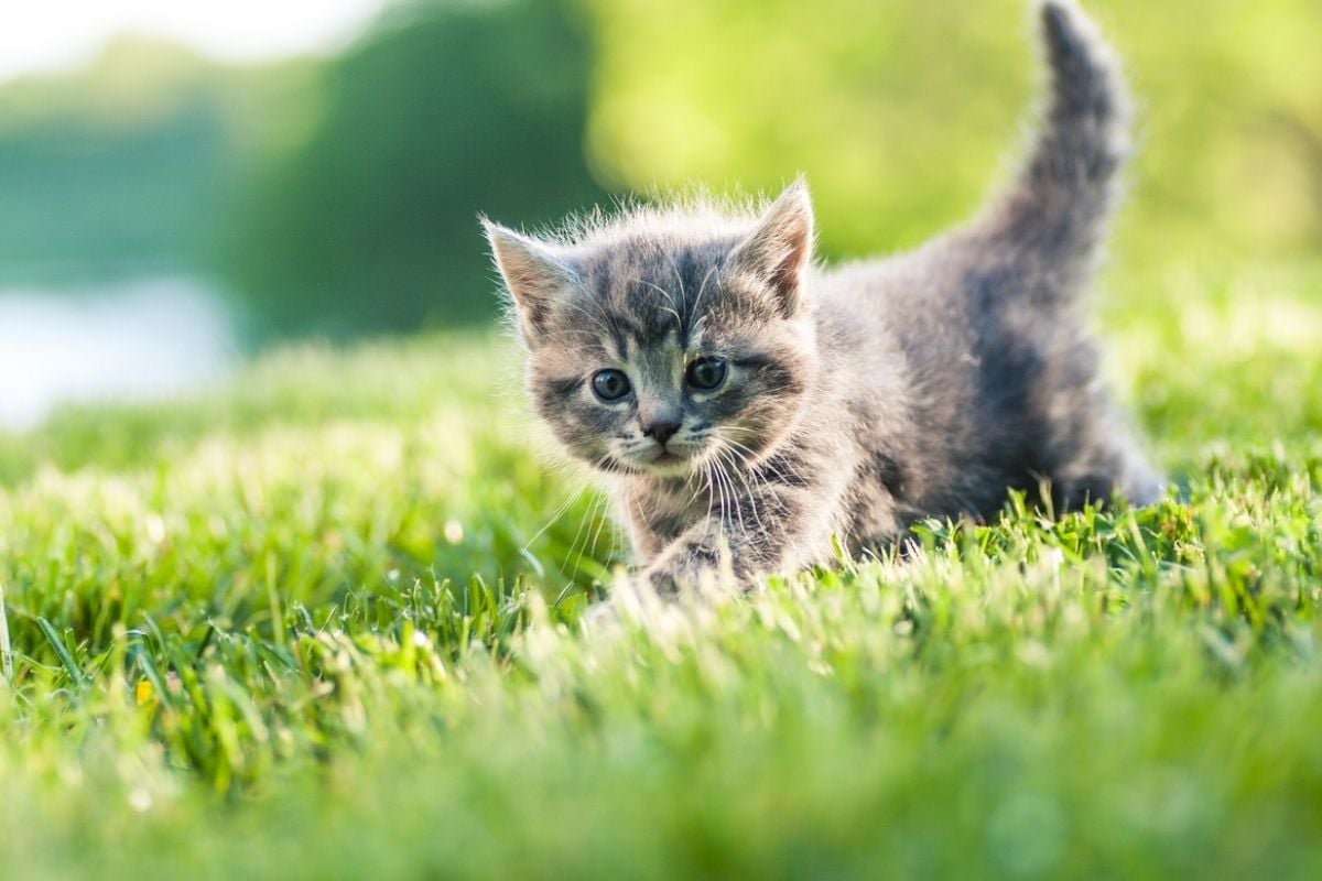 Un chaton errant arrive dans un jardin et ce qui se passe ensuite est ...