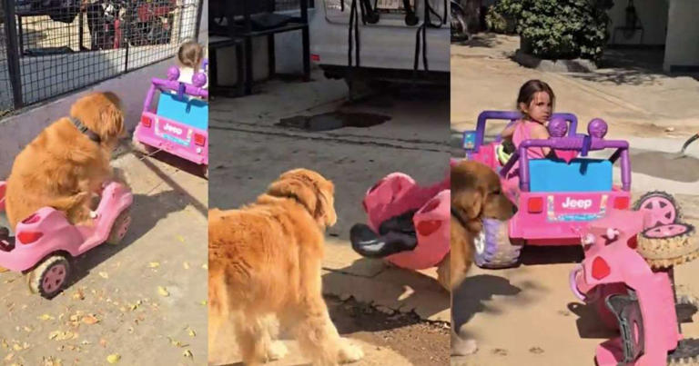 Video: Golden retriever's efforts to keep up with kid's car game go viral