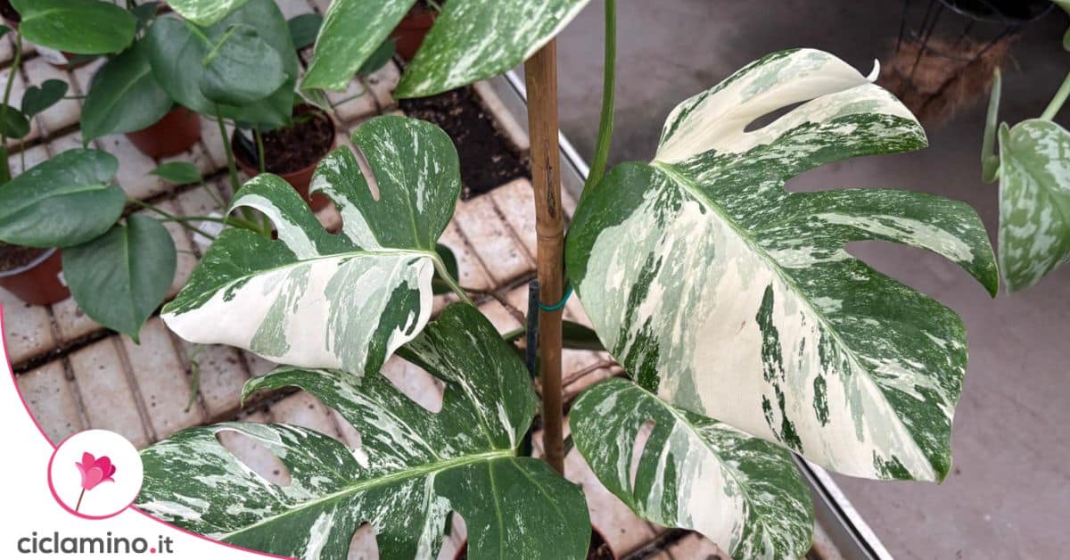 I dettagli servono per riconoscere una Monstera variegata da una comune ...