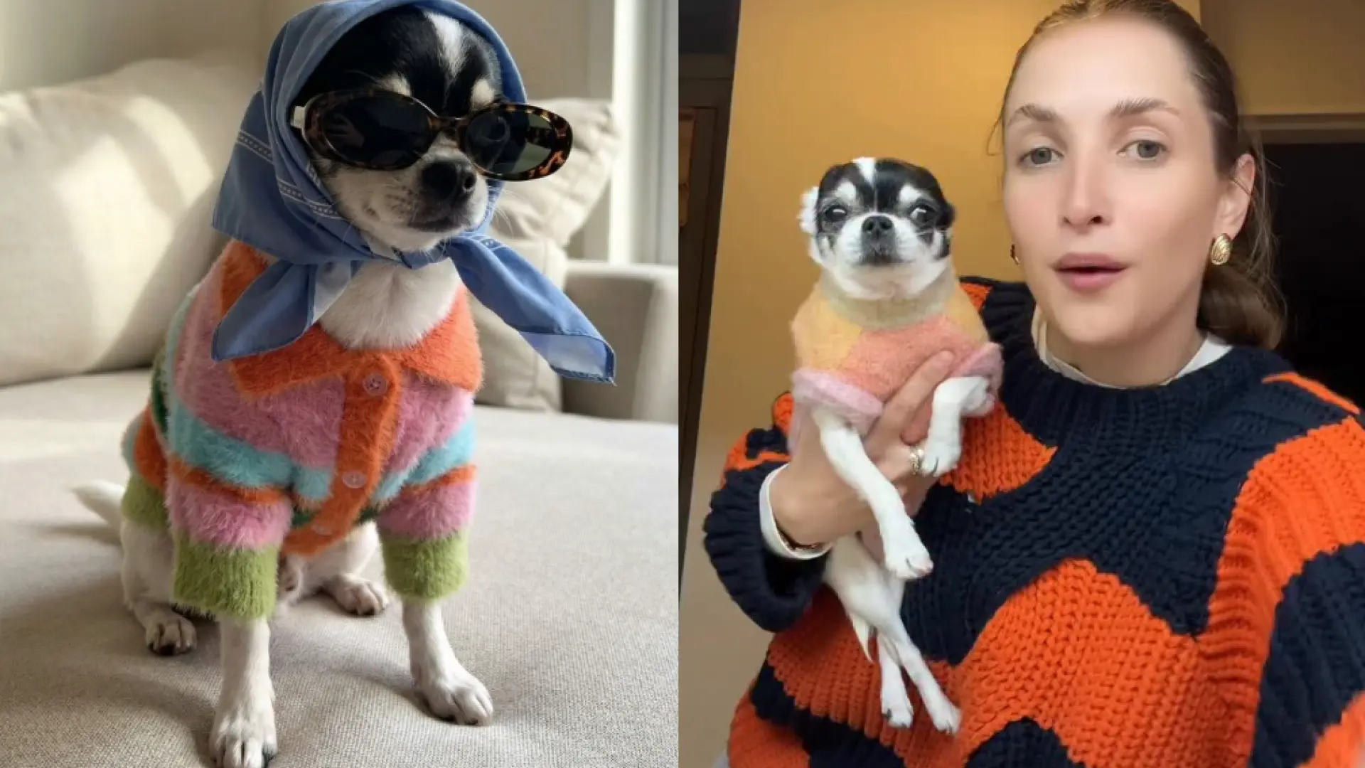 Así es María Pita, la chihuahua influencer que factura medio millón al ...