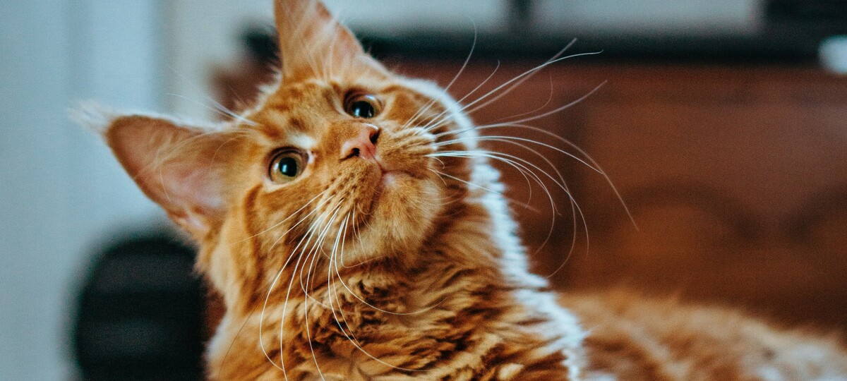 My brother causes my cat to get me in trouble