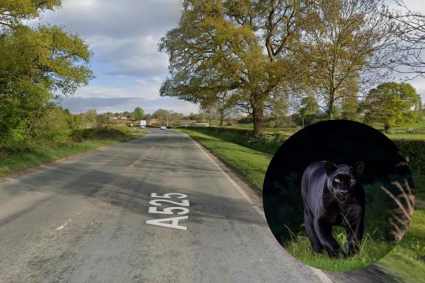 ‘Ginormous jet-black cat’ - motorist claims puma sighting near Bangor ...