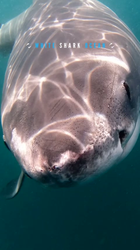 Sun rays lighting up great white