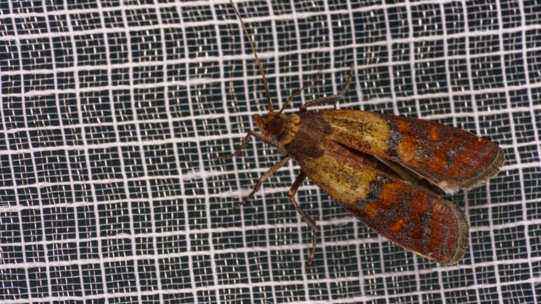How to get rid of pantry moths before they devour your kitchen supplies