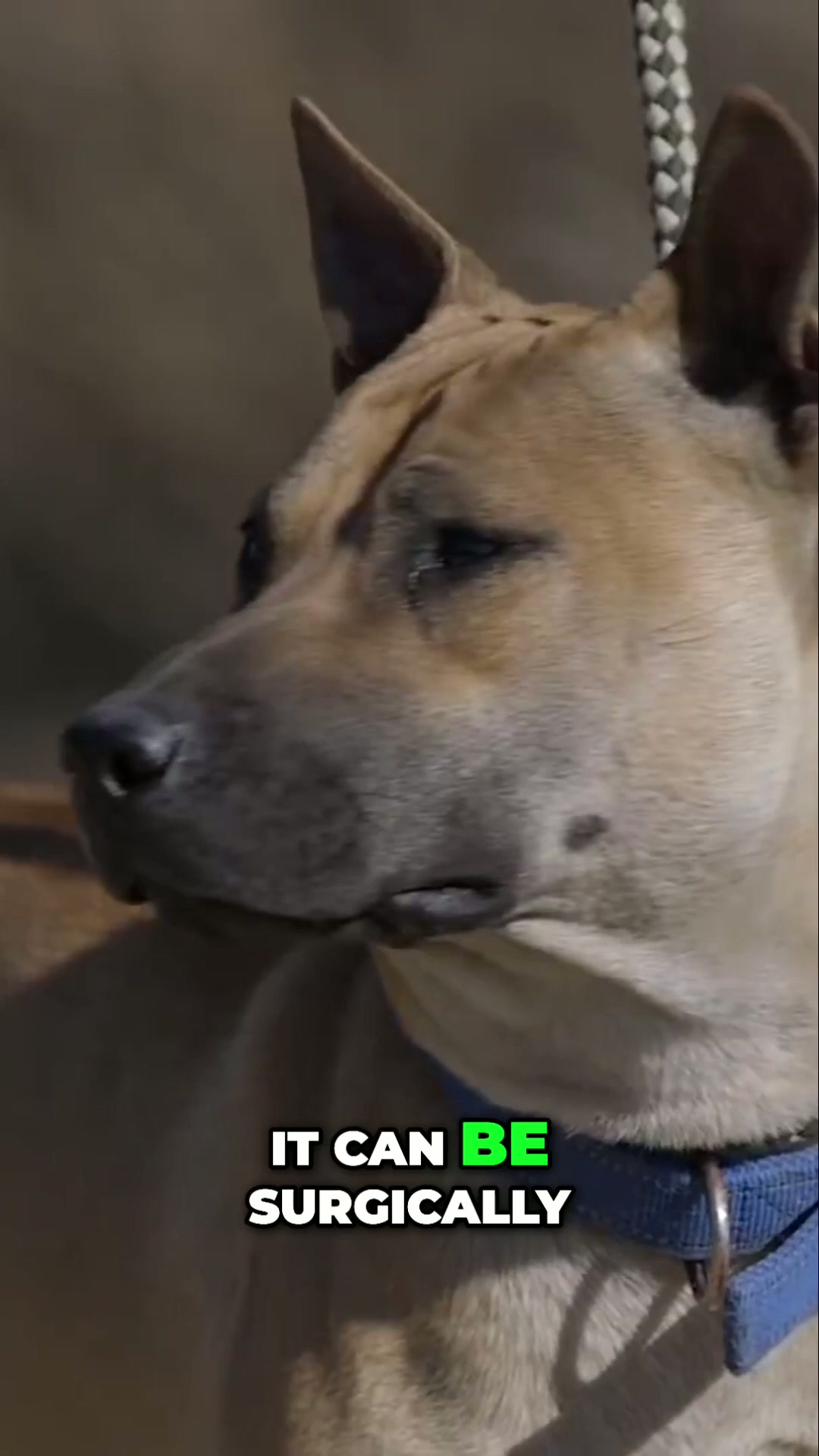 Unlock Your Dog's Health Early Detection & Nutrition Tips!