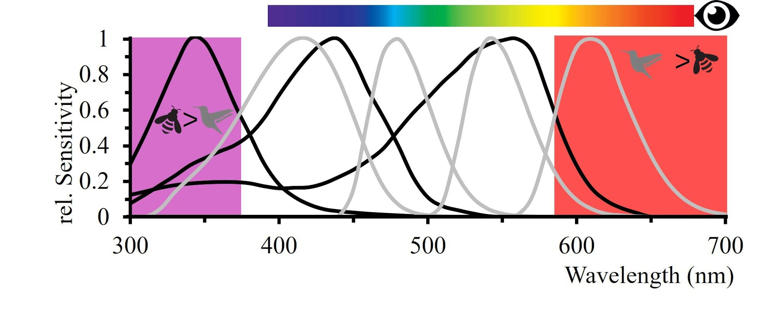 Red flowers have a 'magic trait' to attract birds and keep bees away