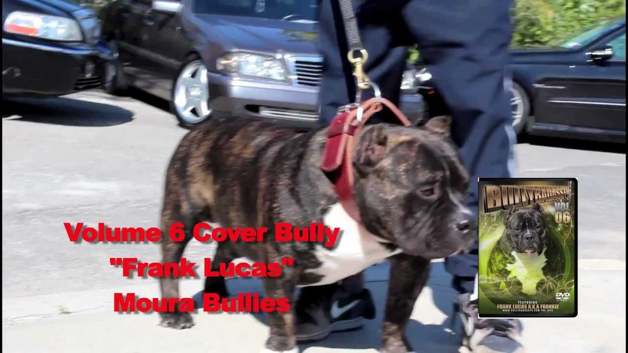 Release of BBATV volume 6