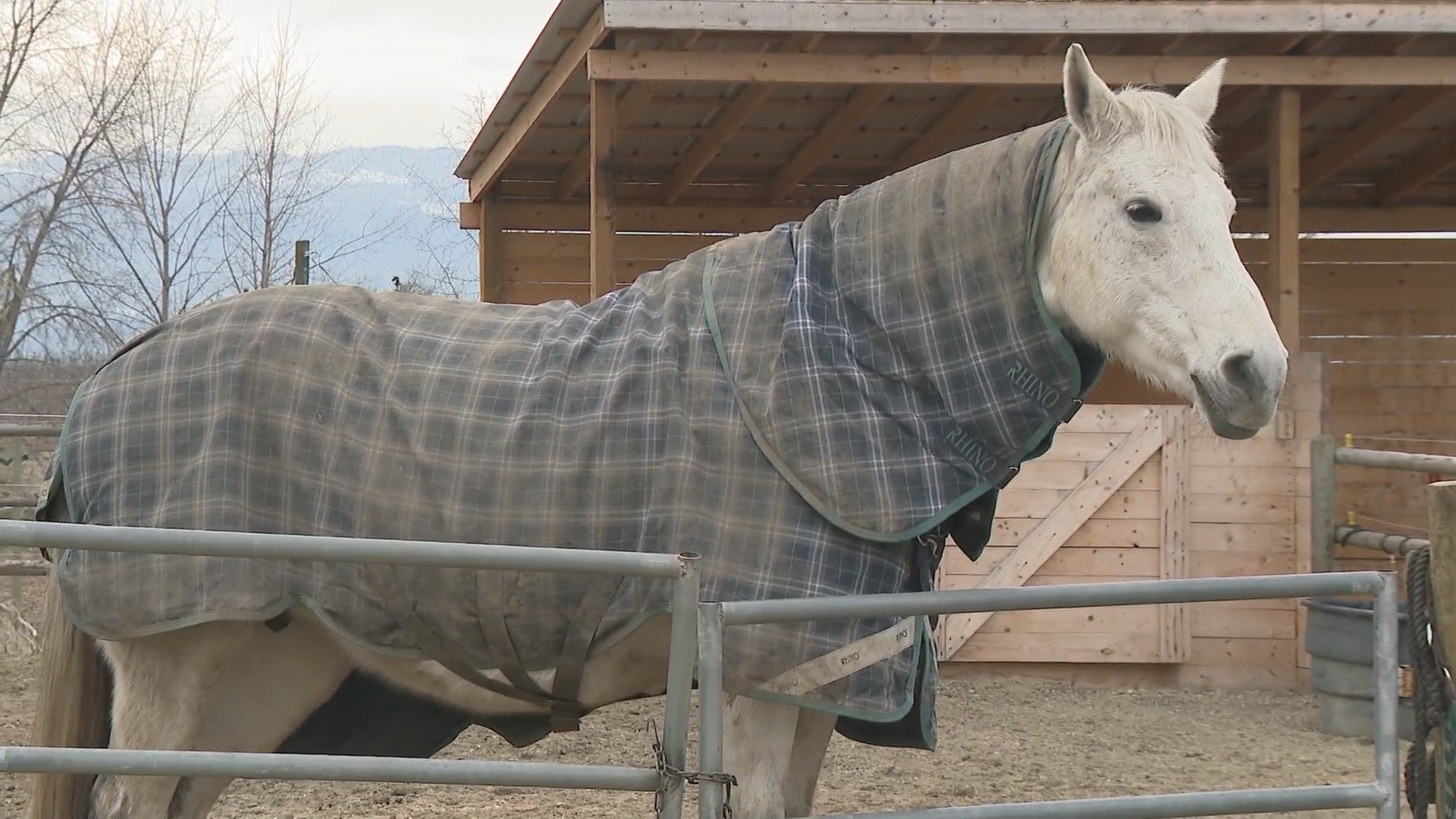 Vernon RCMP investigating criminal offence inside animal pen on rural ...