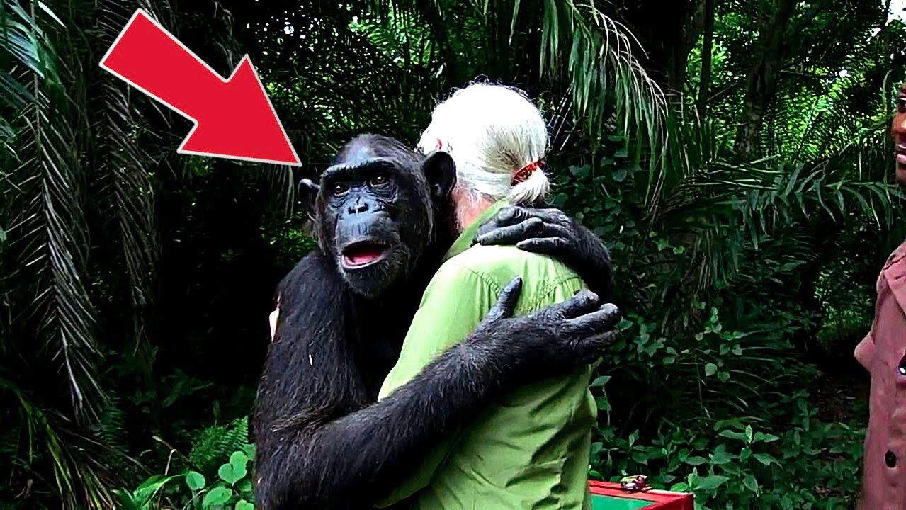 Dying chimpanzee breaks everyone's heart when he sees his old friend ...