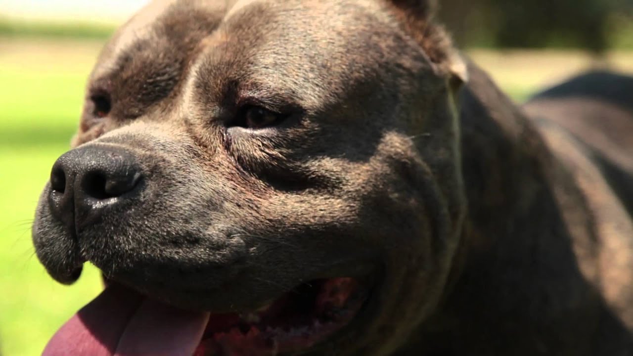 American bully - chunky