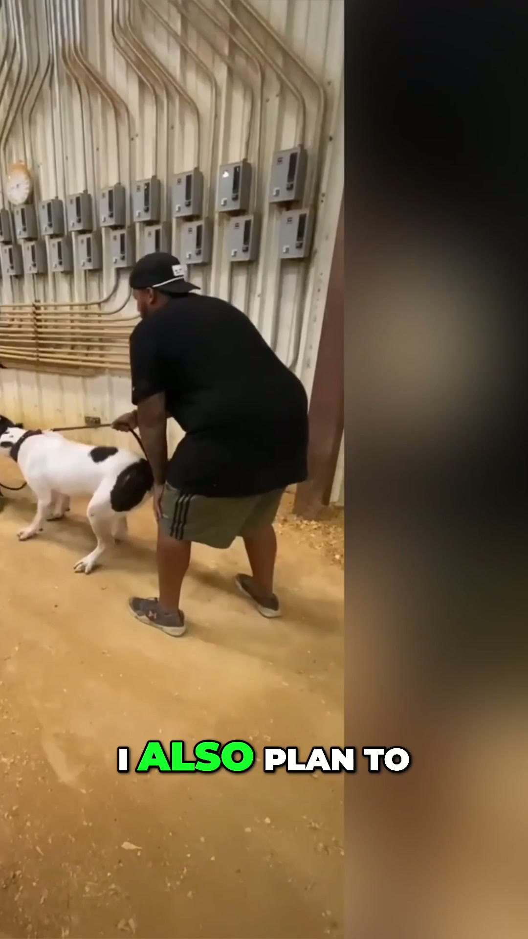 Training dogs for protection and sport Gavin's journey!