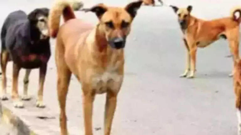 Hyderabad horror: Dog branded ‘rabid’, tortured for days and burnt ...