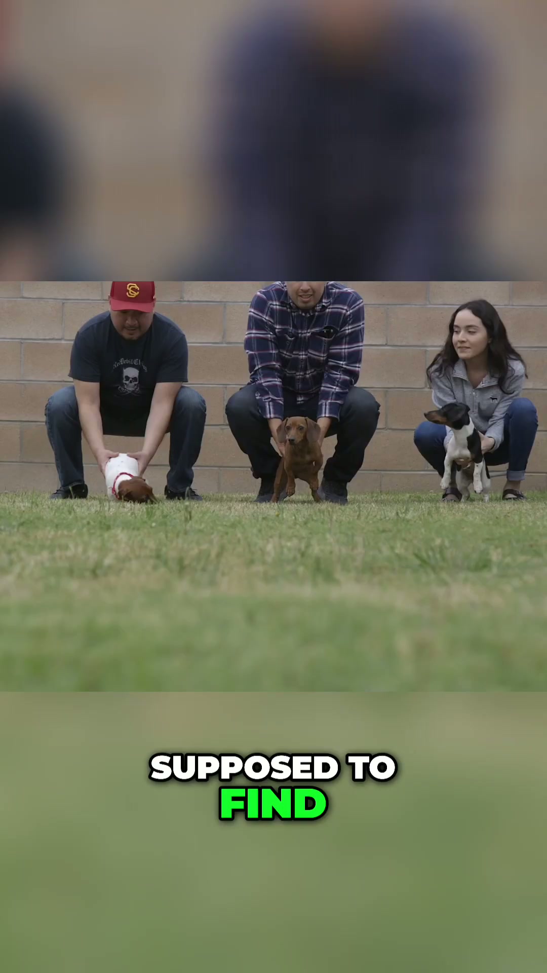 Watch Penny dominate the wiener dog races!
