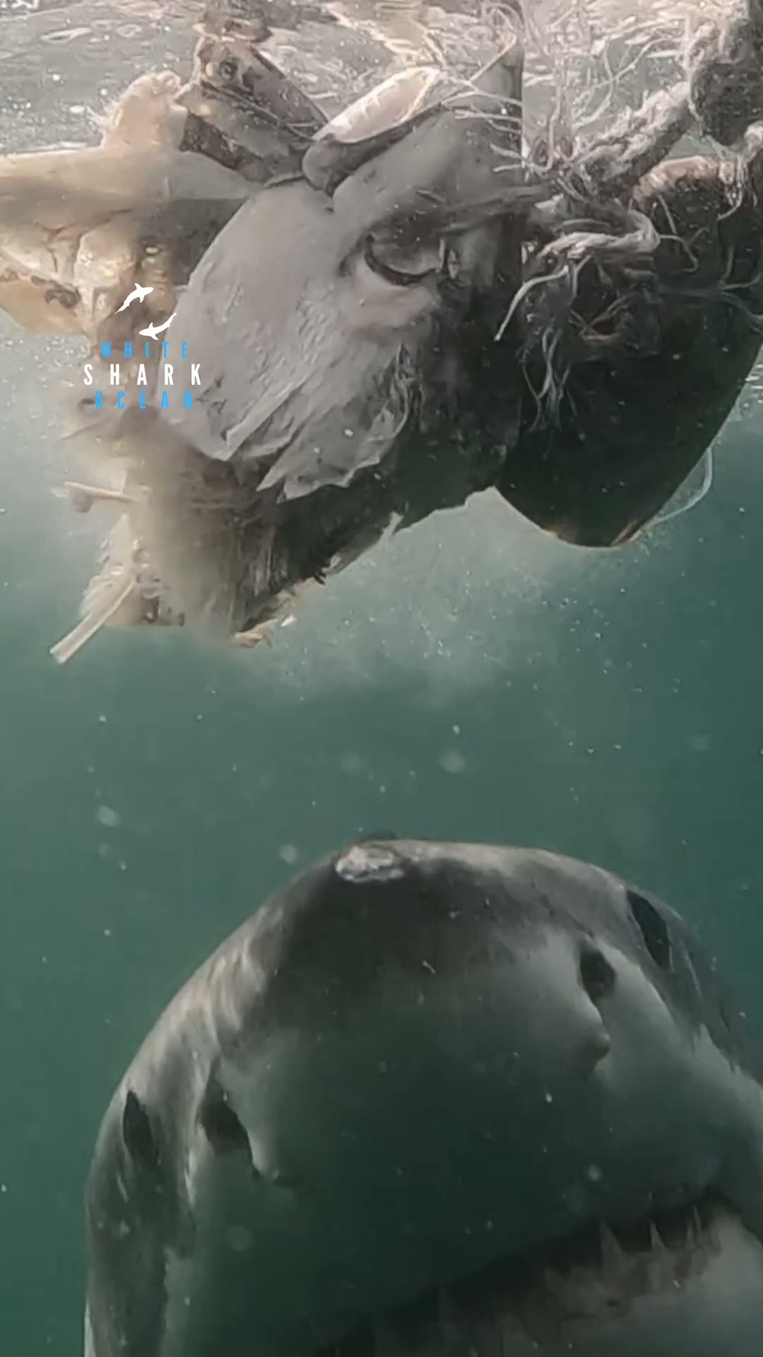 Great White Close Overhead