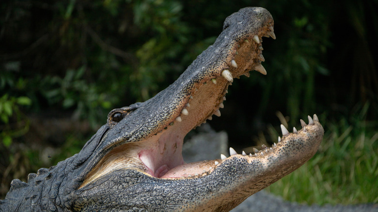 The Louisianan way to eat alligator meat is also one of the best (hint ...
