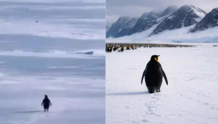Why is this penguin going viral on social media? Know the real reason ...