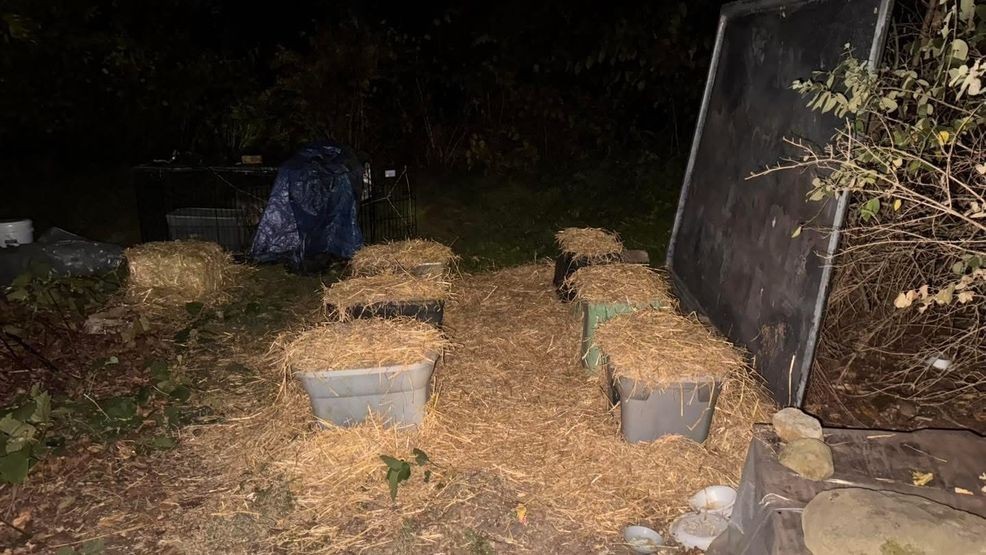 Cat shelters removed in Weirton before cold snap sparks outrage