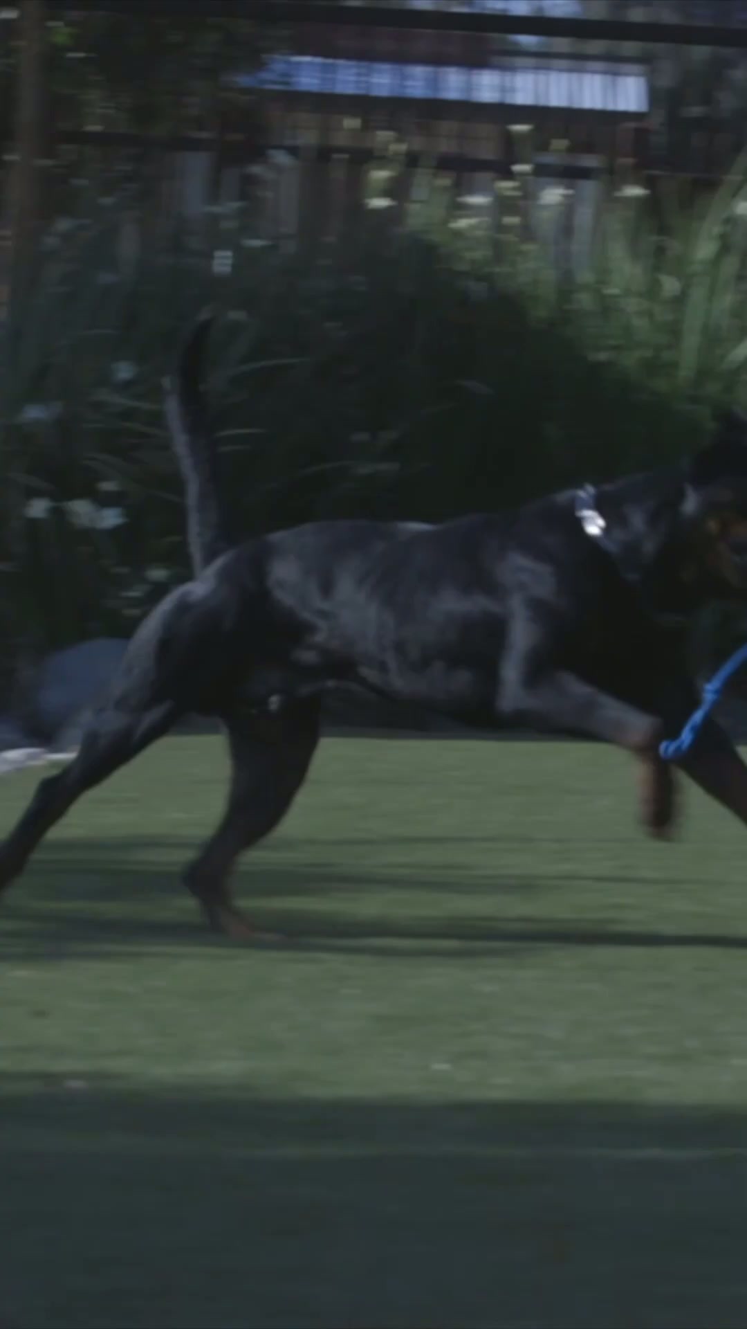 Unlocking dog training the power of daily discipline!