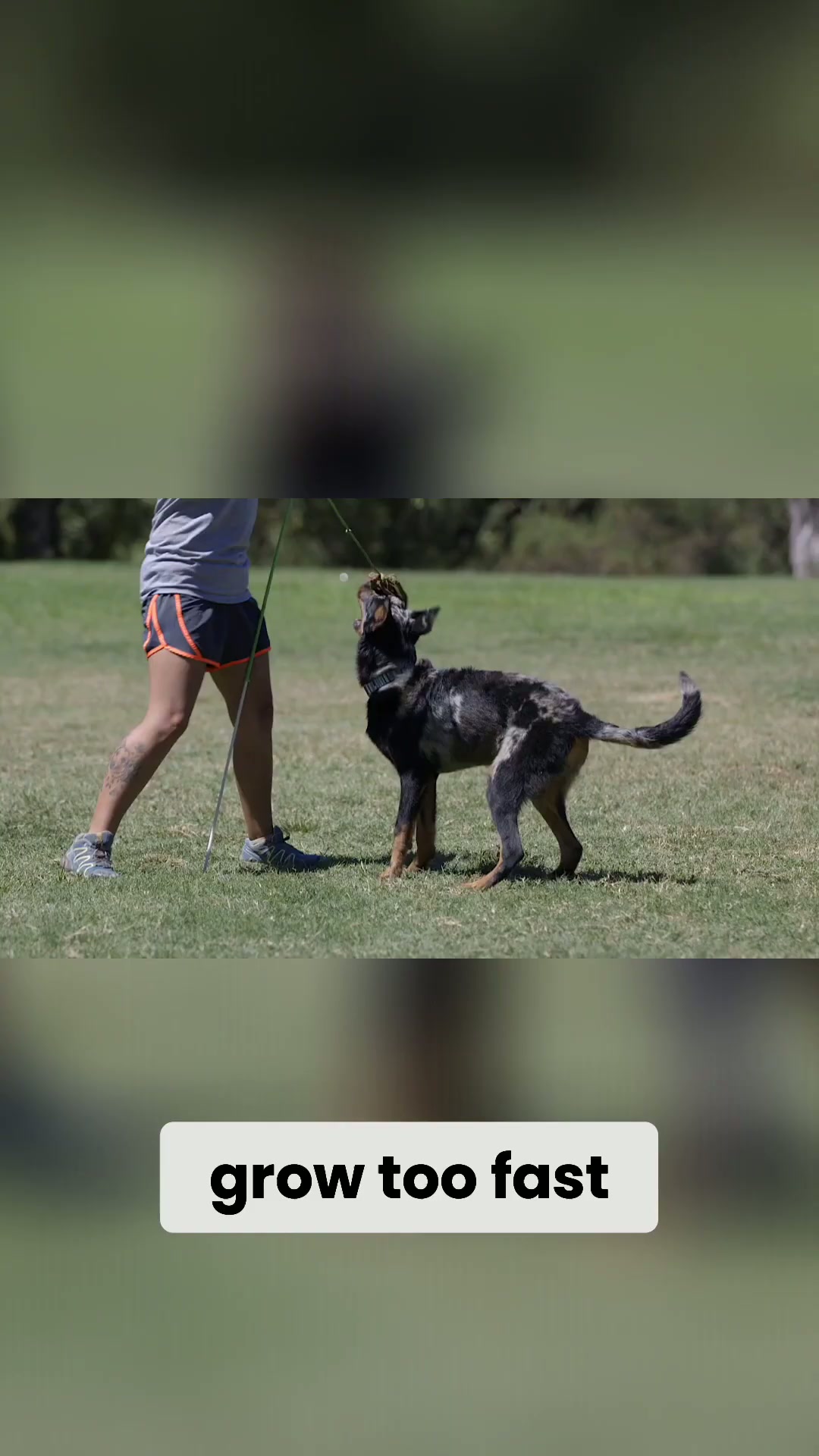 The surprising truth about Beauceron life expectancy nobody tells you