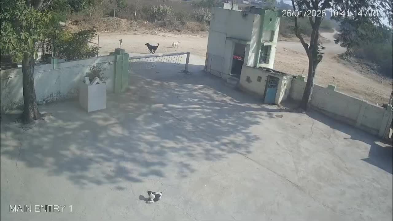 Heart-stopping moment dog escapes pursuing lioness by darting under ...