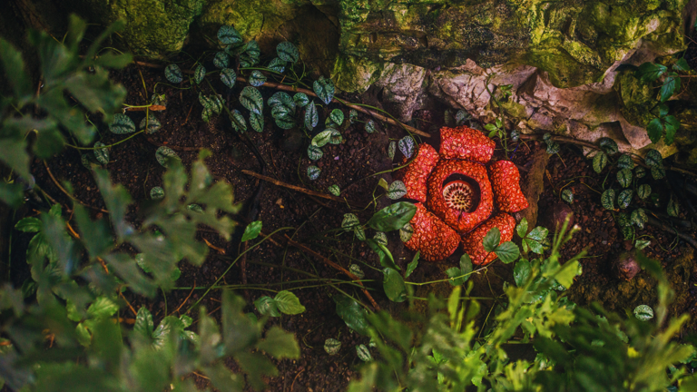 Which is the world’s largest flower and where does it grow?