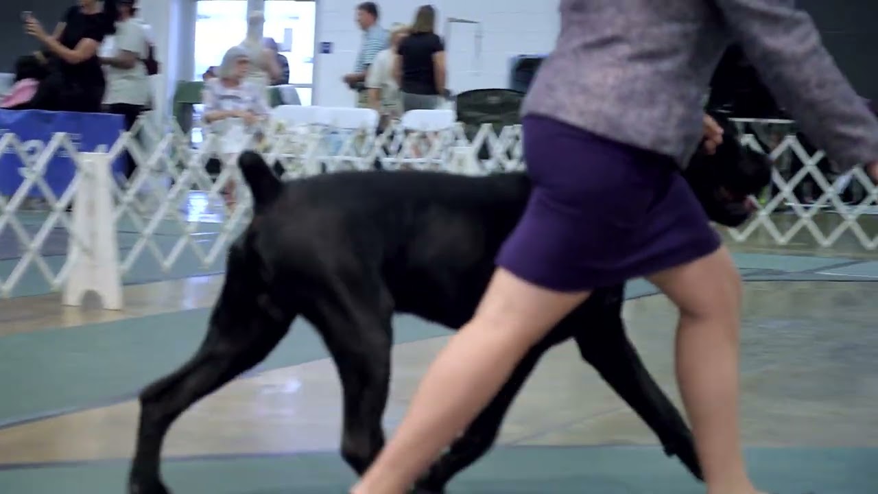 What is DSRA and its impact on the Cane Corso