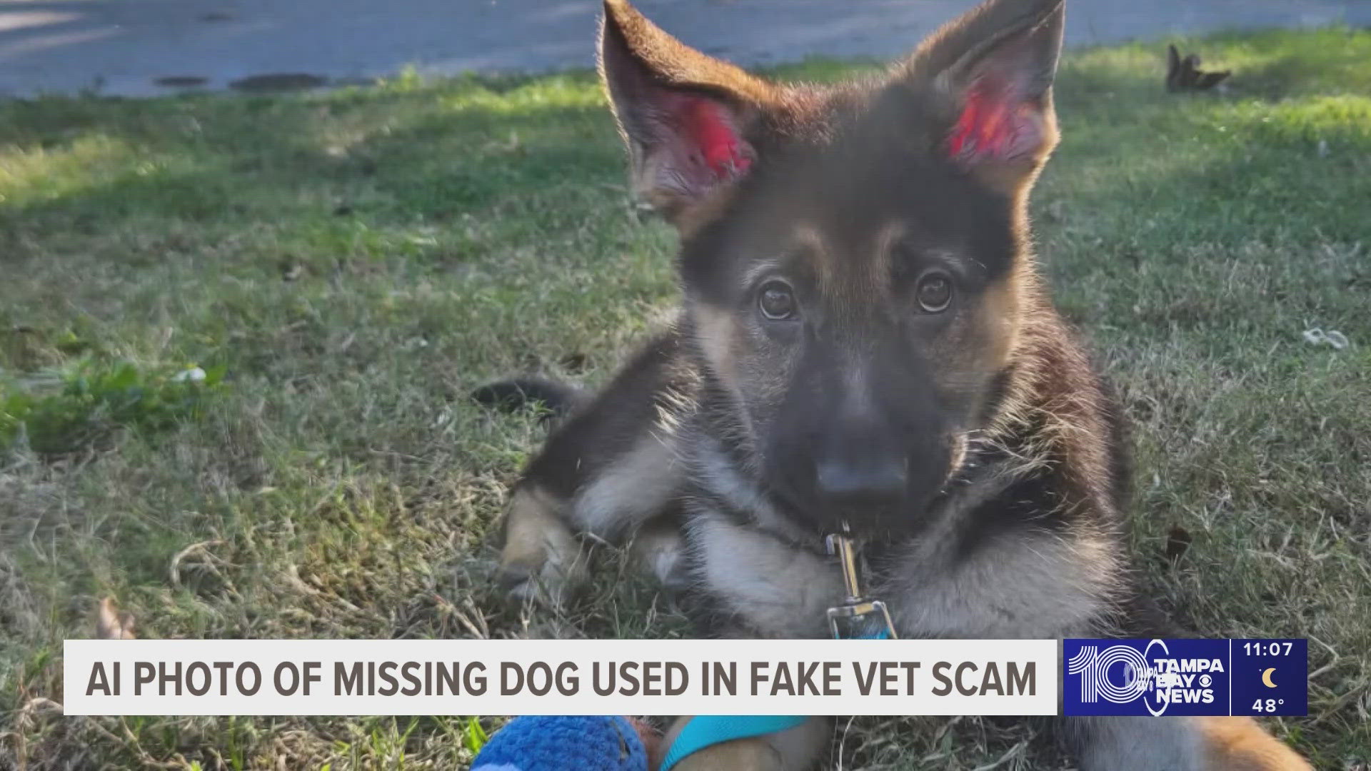 Scammer used AI photo of lost dog to swindle St. Pete couple out of ...