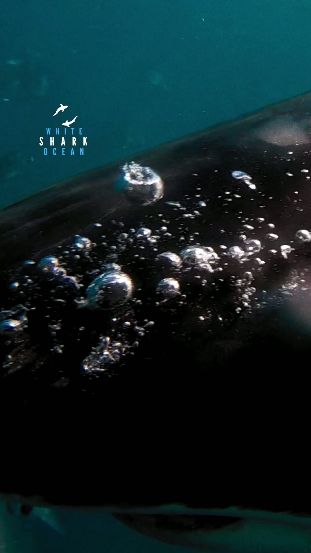 Spectacular great white shark jaws shot