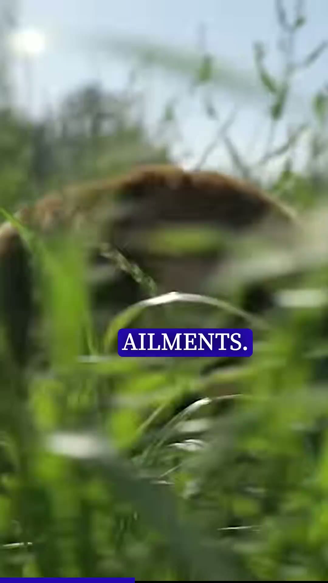 Why do kids love this special therapy dog so much?