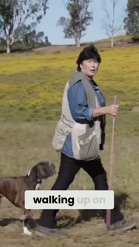 Boxer dogs from farm to show ring!