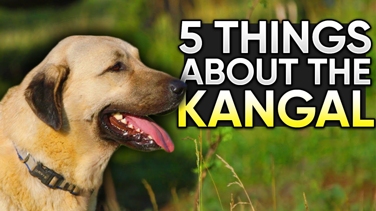 Kangal dog: Five things about the breed