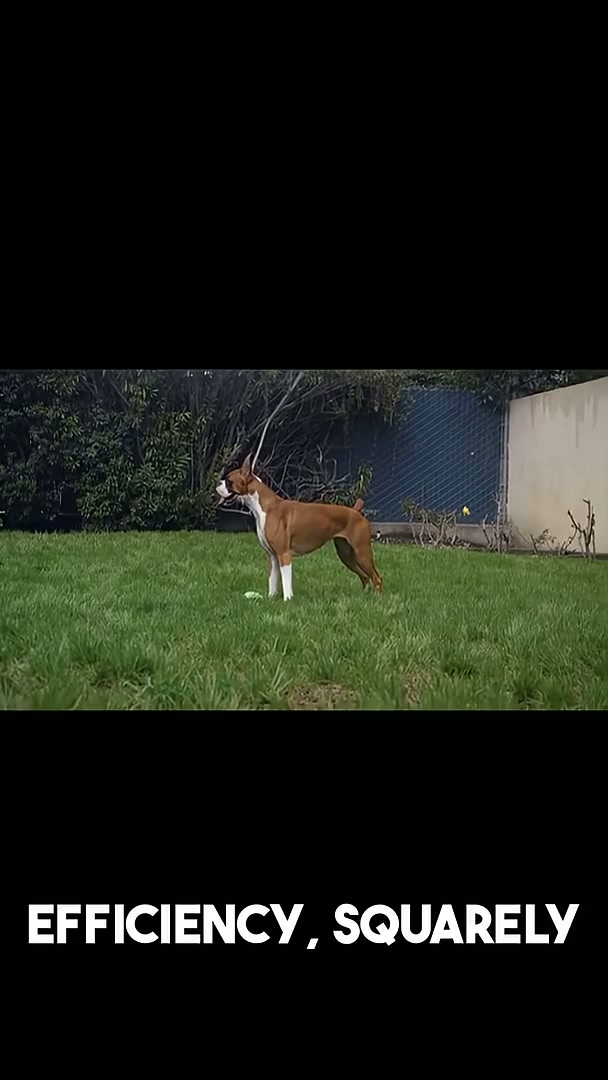 This dog's muscles will blow your mind!