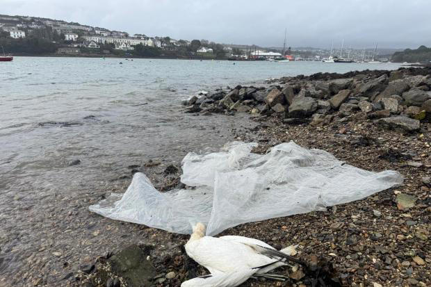 Gannet found dead on Flushing Beach after head got stuck in plastic bag