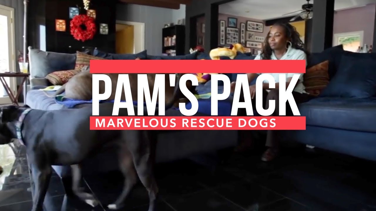 Pam's pack of marvelous rescues (re-up)