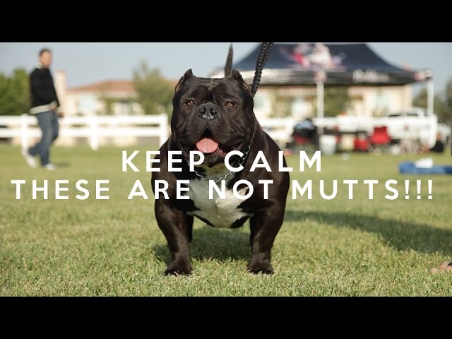 The American Bully is not a mutt!