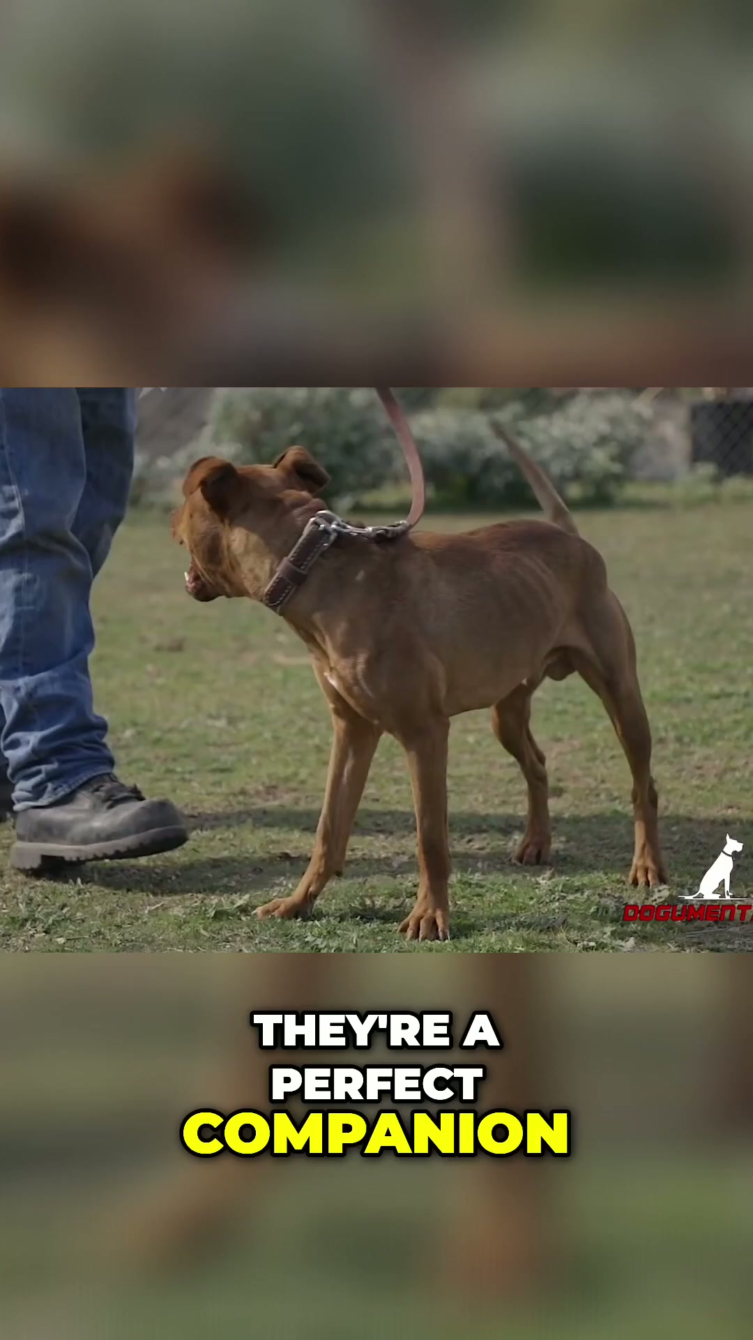 Understanding game dogs' uses beyond fighting