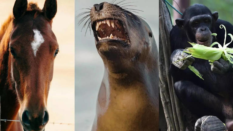 Animals that understand numbers: The surprising math skills of bees ...